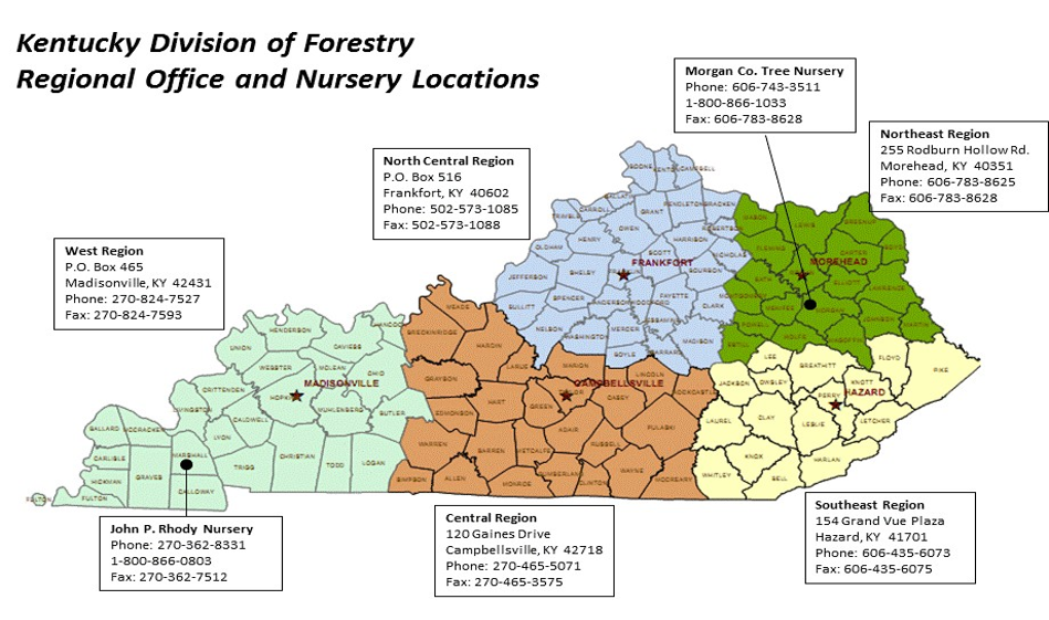 Forestry’s seedling program aims to make Kentucky more green with free ...