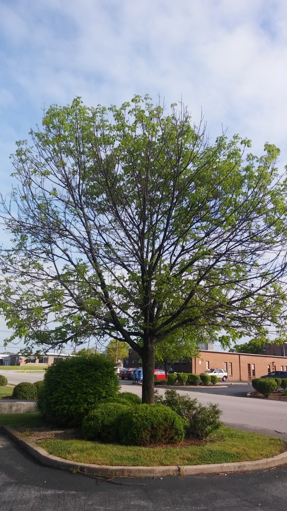 Saving your ash tree from the Emerald Ash Borer is still possible ...