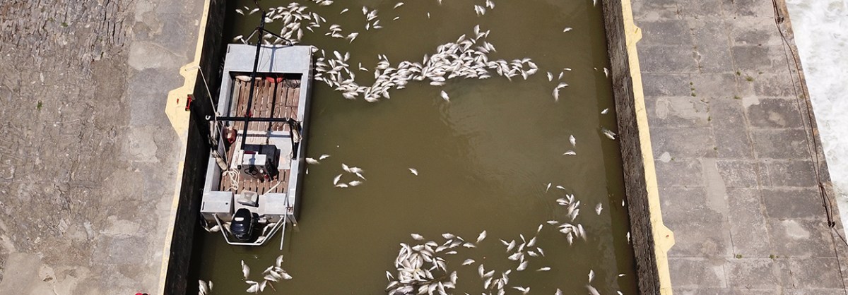 When Bourbon Leaves the Barrel: What Happens to Wildlife When Spills ...